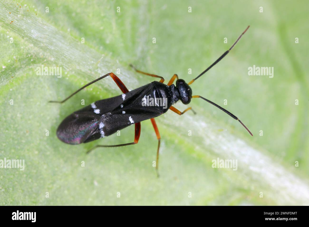 Globiceps sphaegiformis a small bug of the family Miridae pretending to ...