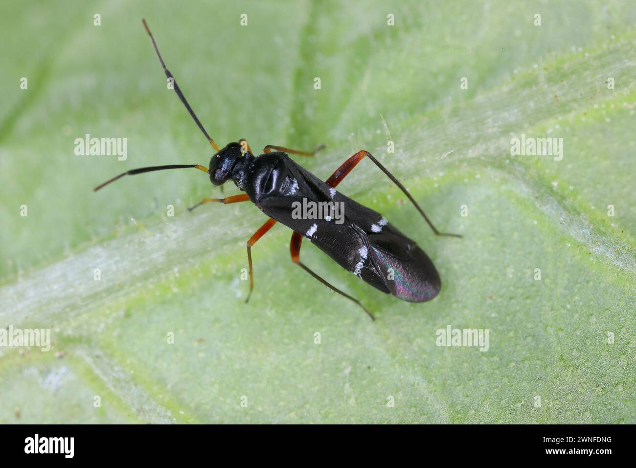 Globiceps sphaegiformis a small bug of the family Miridae pretending to ...