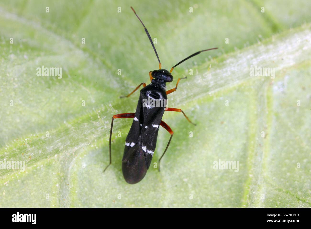 Globiceps sphaegiformis a small bug of the family Miridae pretending to ...