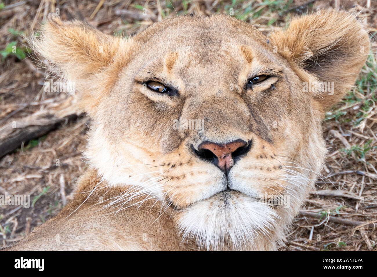 Lioness head hi-res stock photography and images - Alamy