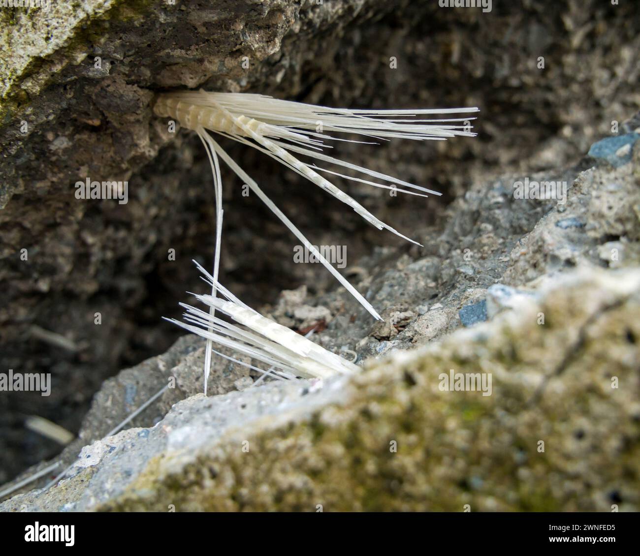 Rupture of fiberglass reinforcement during concrete destruction Stock ...