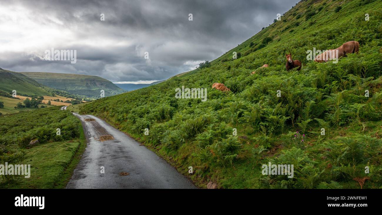 A drove of Welsh mountain ponies on the Gospel Pass road in the Black ...