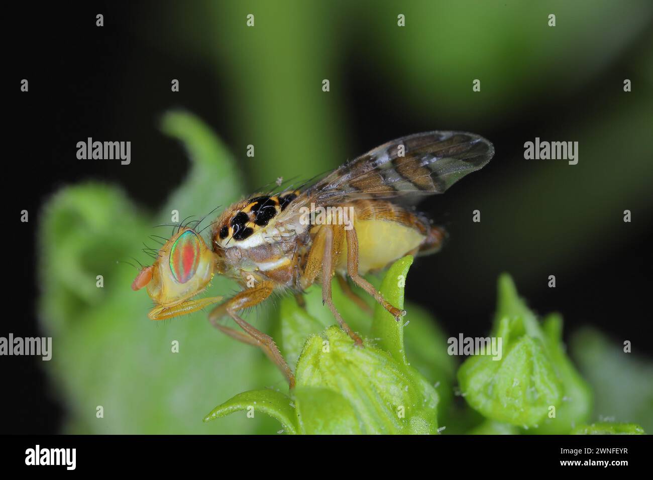 Wiedemanni hi-res stock photography and images - Alamy