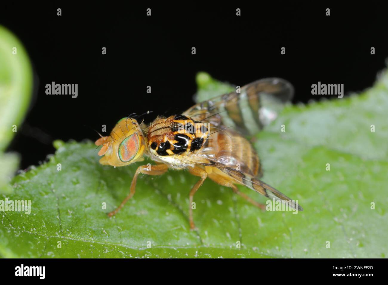 Goniglossum wiedemanni is a species of tephritid or fruit flies in the family fruit flies ...