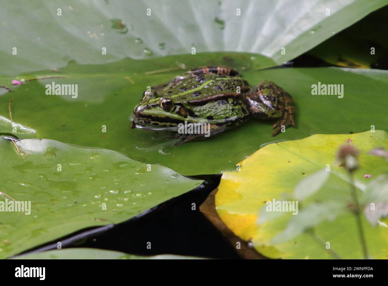Pelophylax is a genus of true frogs widespread in Eurasia, with a few ...
