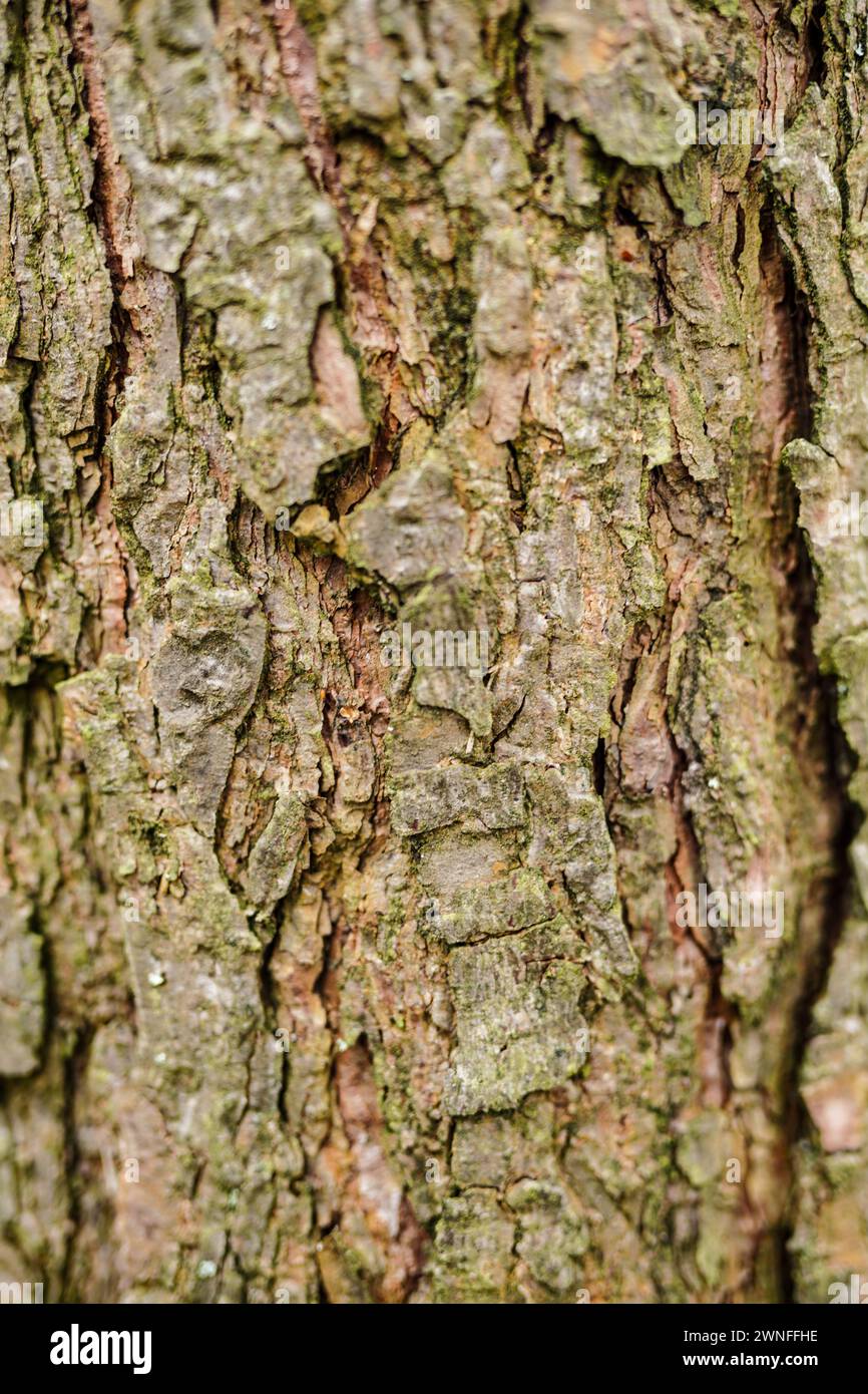 Tree texture hi-res stock photography and images - Alamy