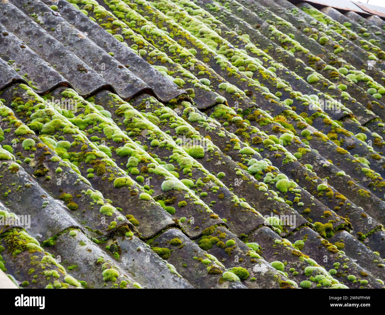 Moss covered slate hi-res stock photography and images - Alamy