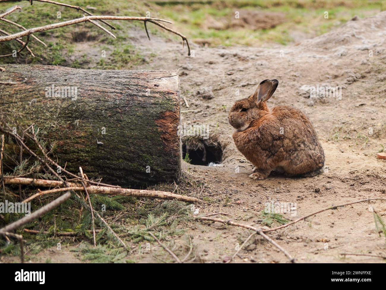 Wild rabbits hi-res stock photography and images - Alamy