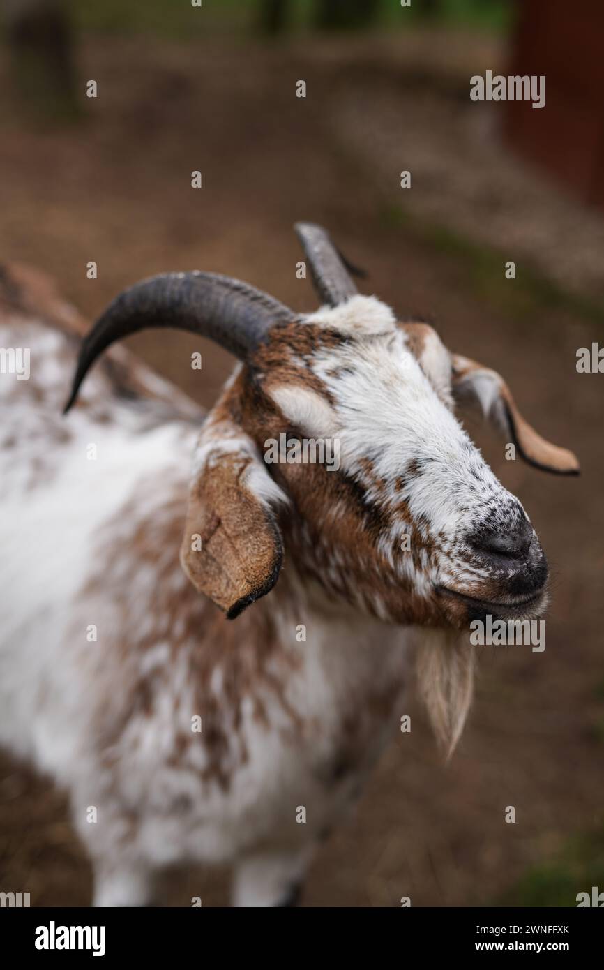 A goar portrait Stock Photo - Alamy