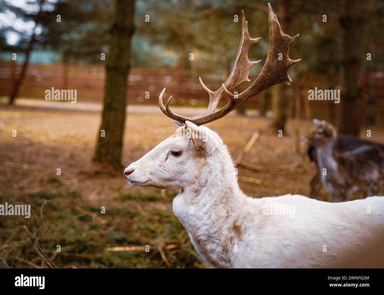 Animals of the forests hi-res stock photography and images - Alamy