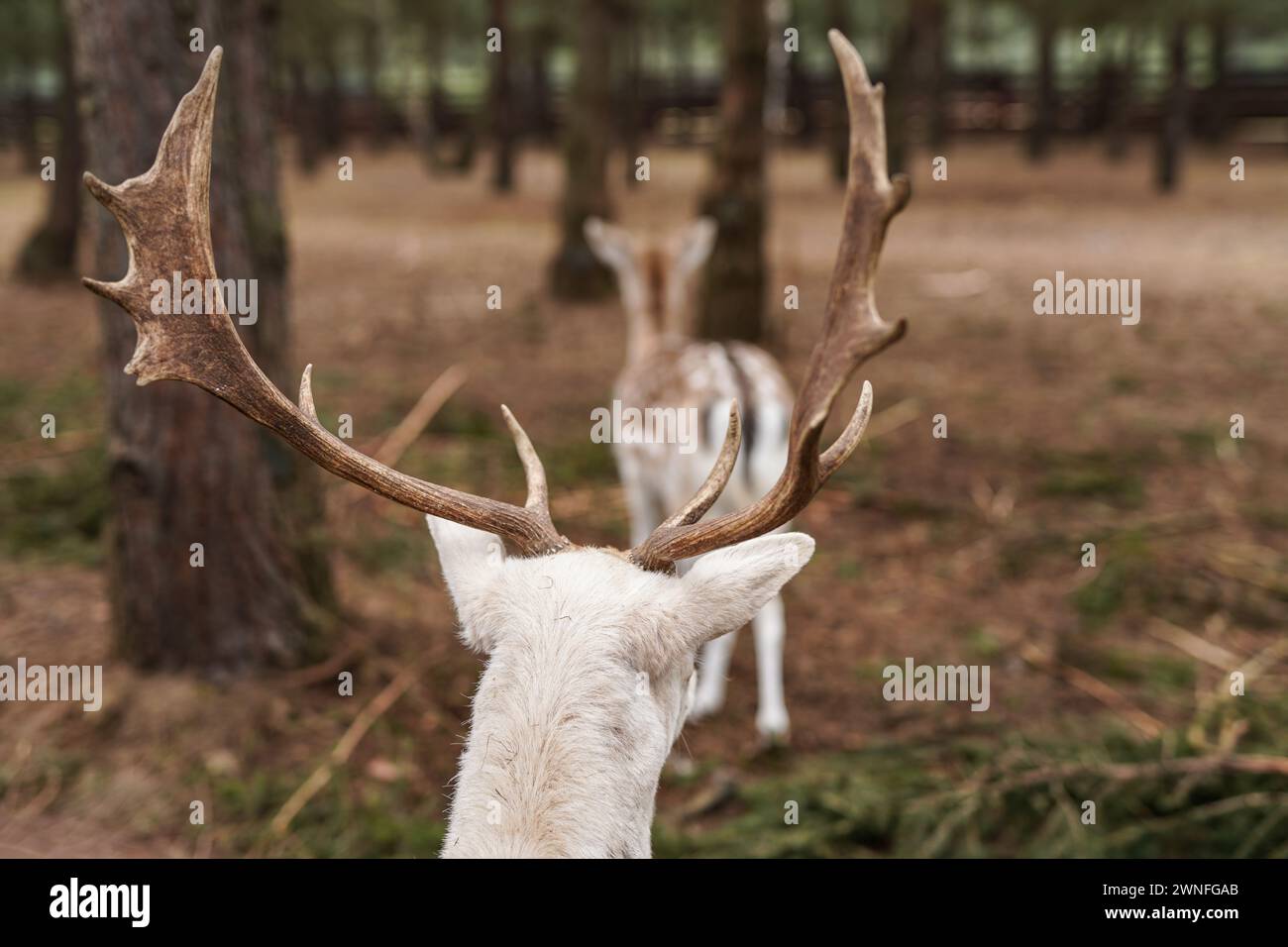 Animals of the forests hi-res stock photography and images - Alamy