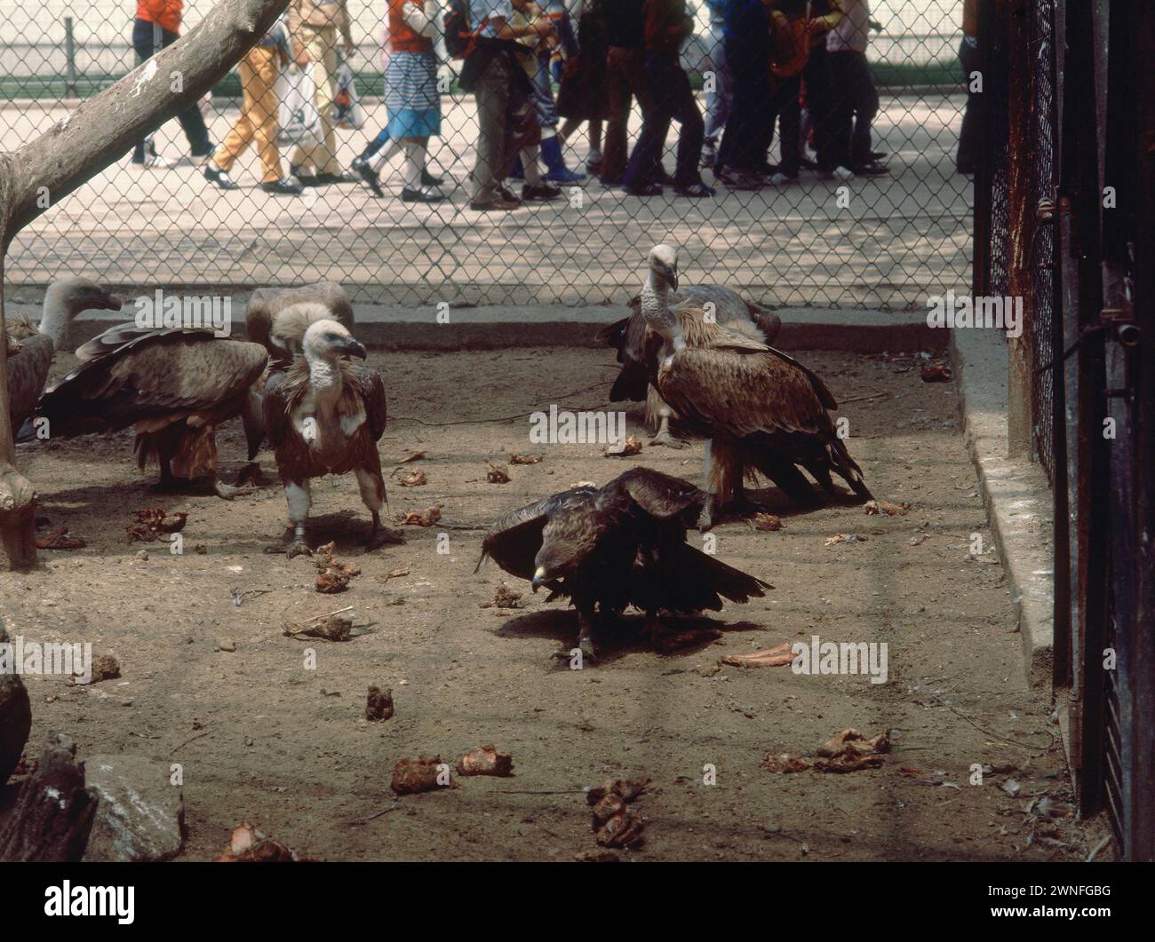 Zoo aviario hi-res stock photography and images - Alamy