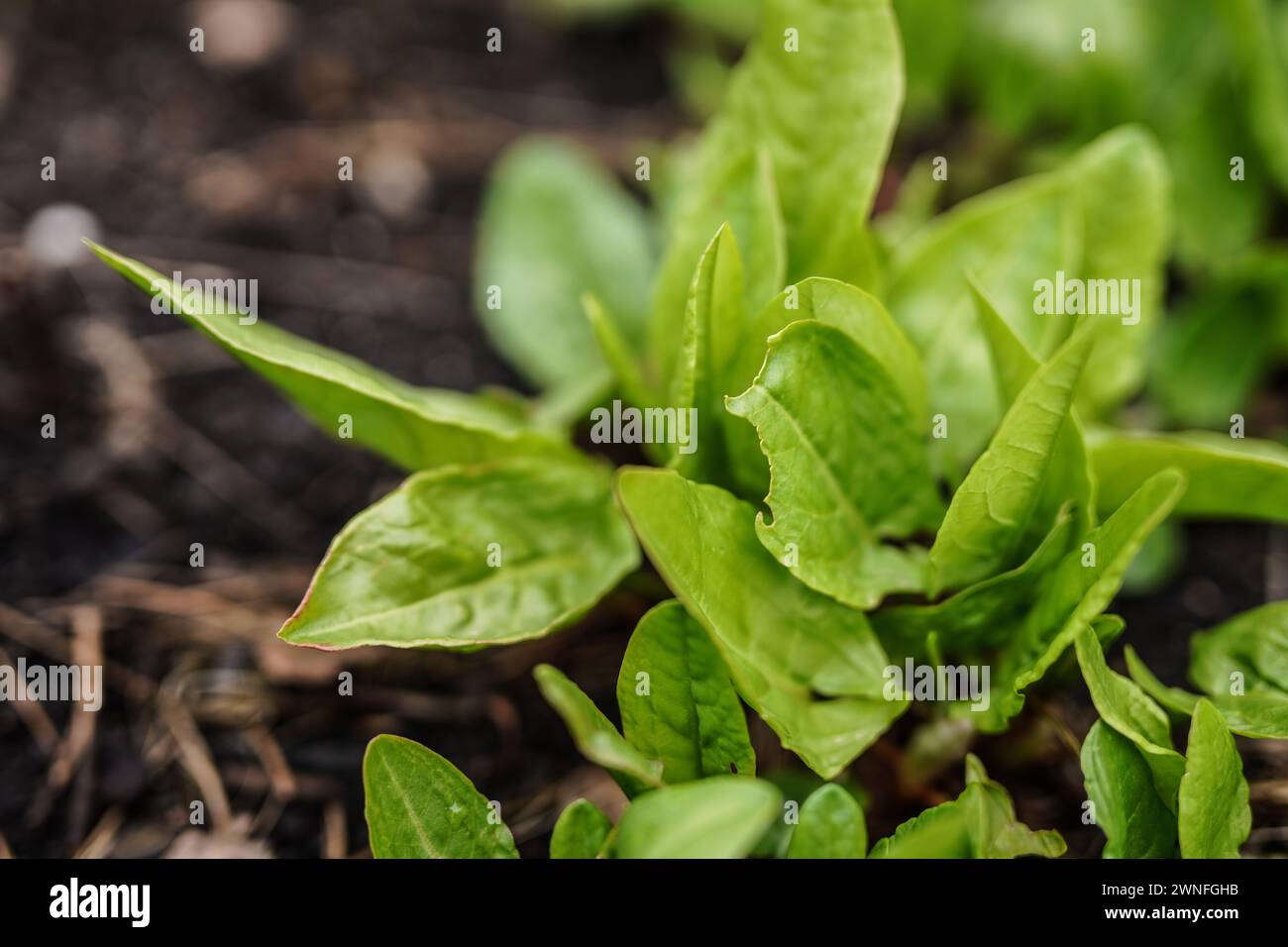 Sorrel leaves hi-res stock photography and images - Alamy