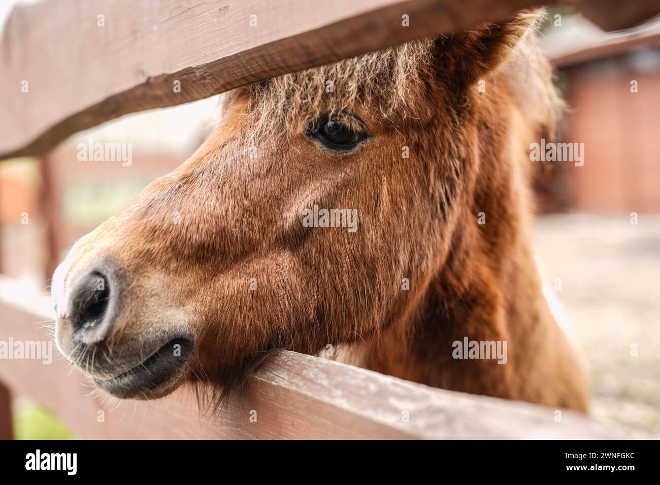A brown pony in the farm Stock Photo - Alamy