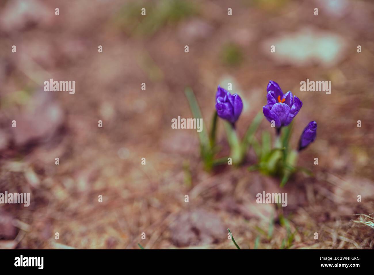 Crocus bloom hi-res stock photography and images - Alamy