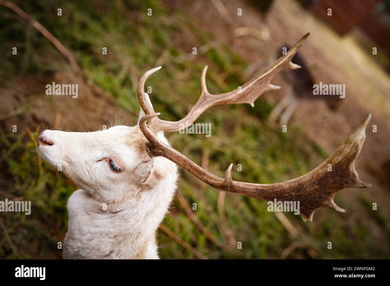 Fallow deer antlers hi-res stock photography and images - Alamy