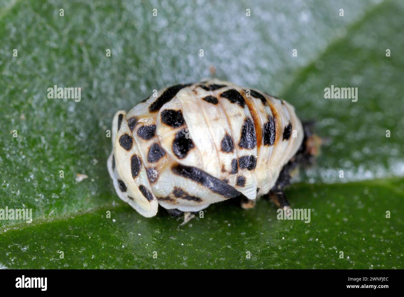 Pupa of Cream-streaked lady beetle or four-spot ladybird (Harmonia ...