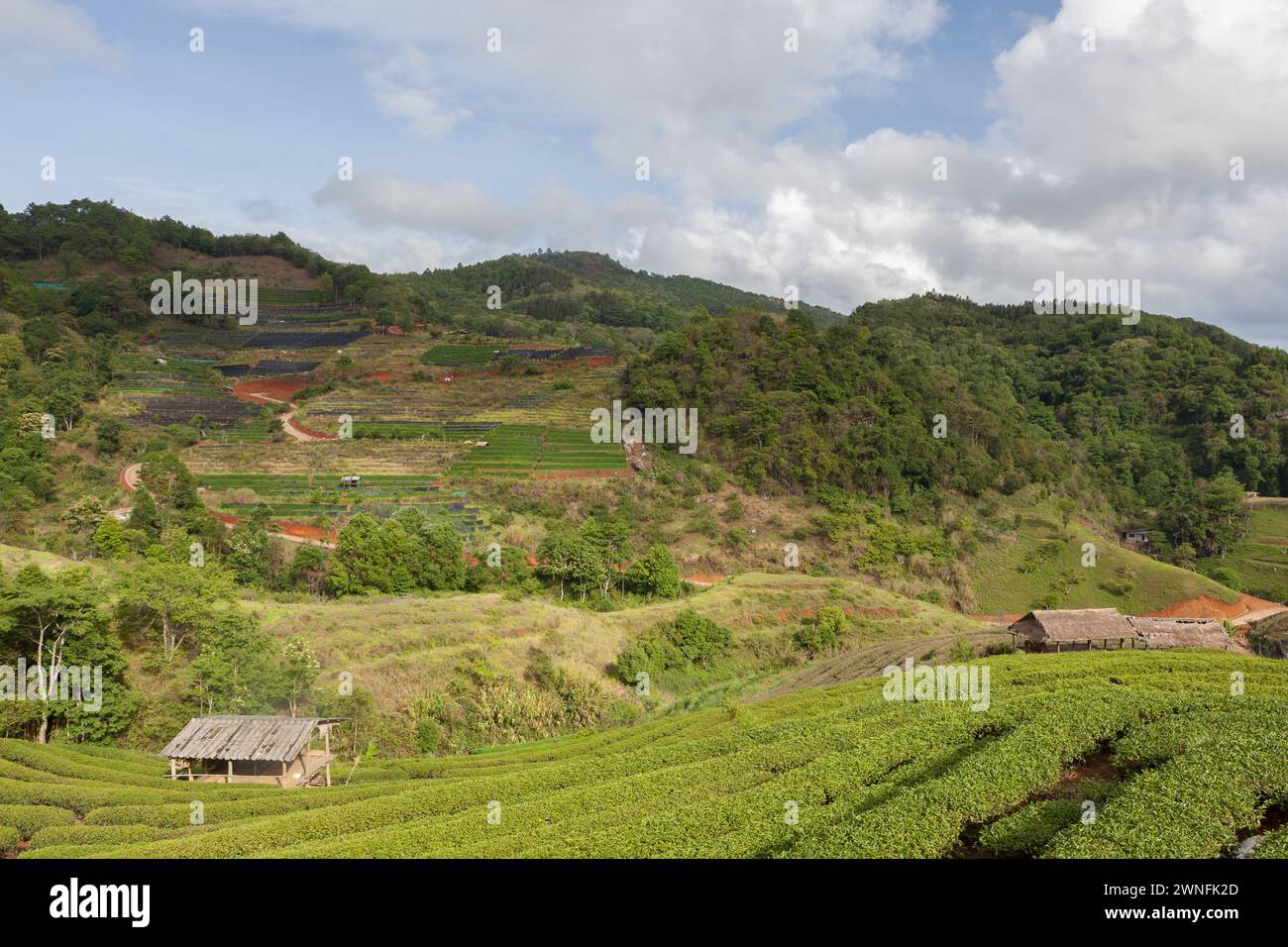 Rural landscape in Thailand. Tea plantation terraces. Beautiful Thai ...