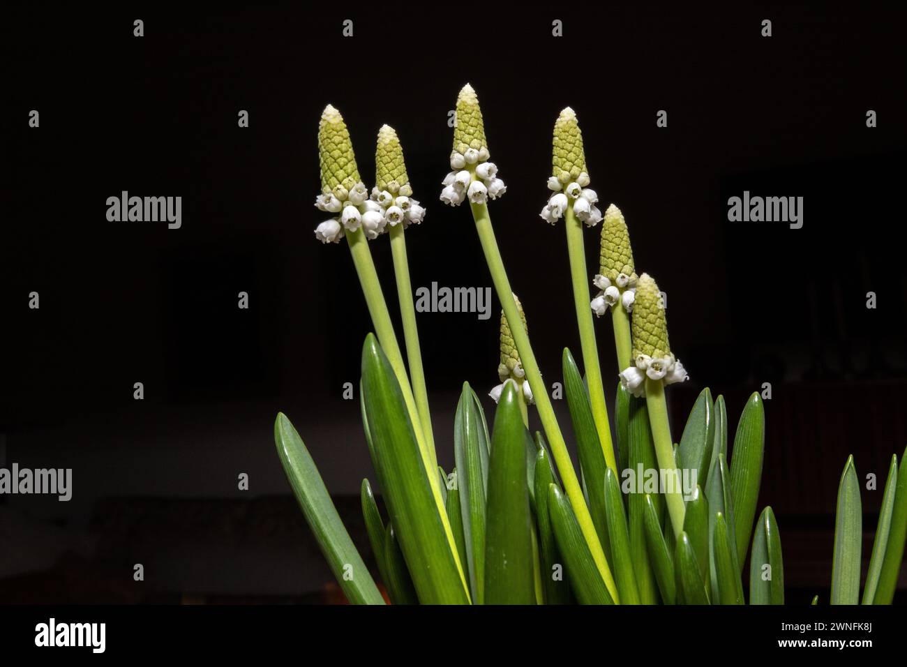 growing bulbs of White Grape Hyacinth (Muscari Botryoides 'Album') in ...