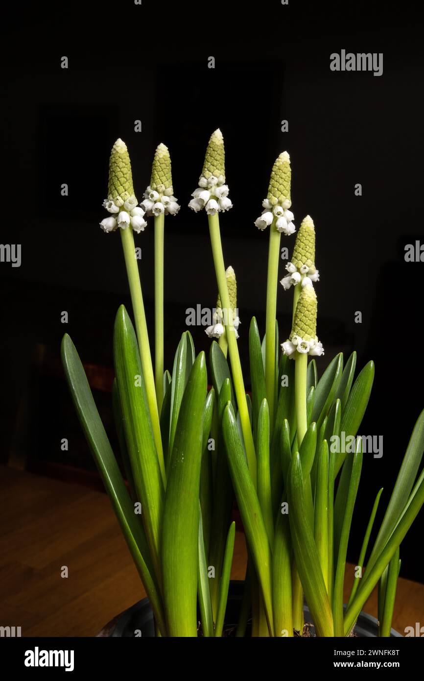 growing bulbs of White Grape Hyacinth (Muscari Botryoides 'Album') in ...