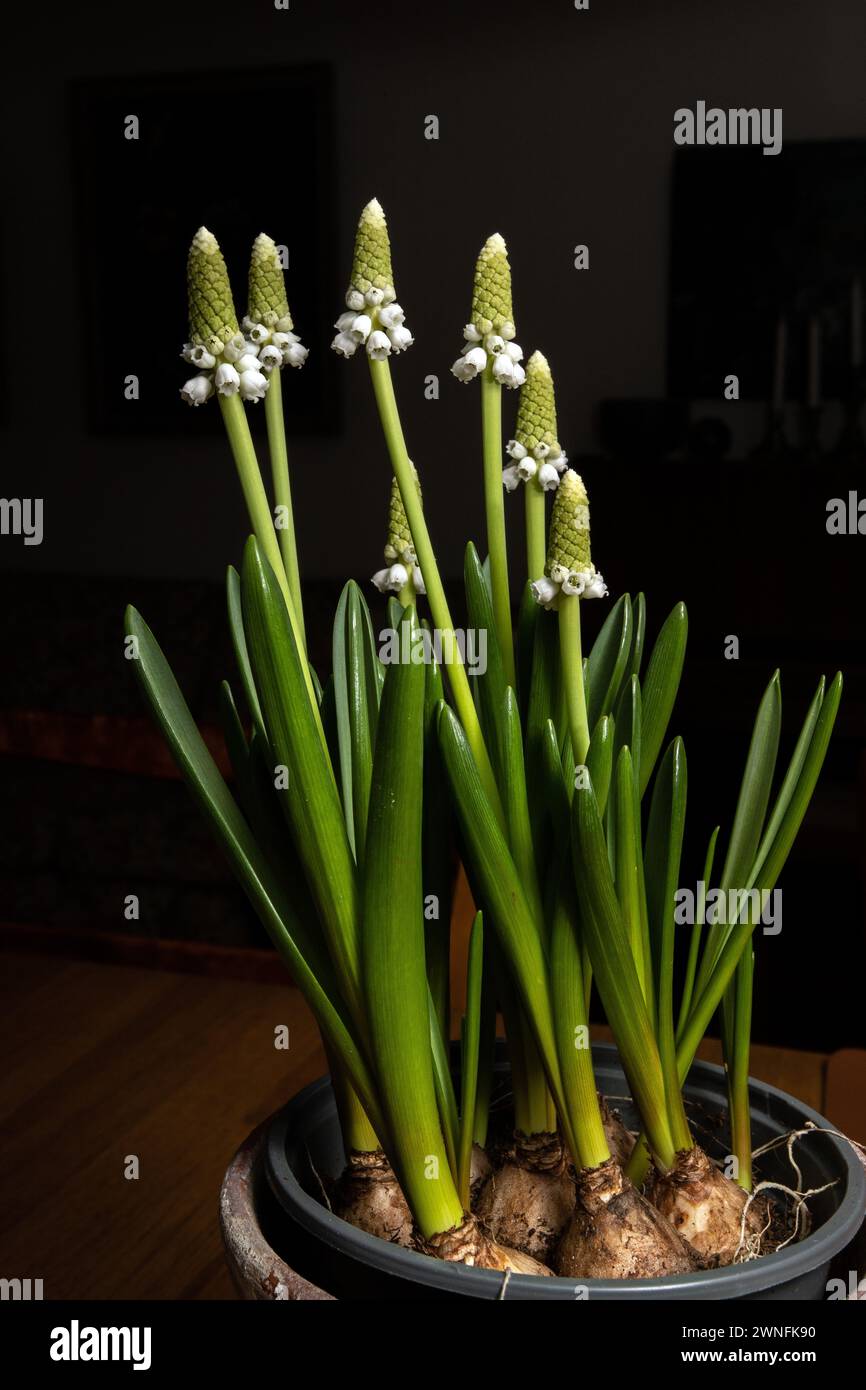 growing bulbs of White Grape Hyacinth (Muscari Botryoides 'Album') in ...