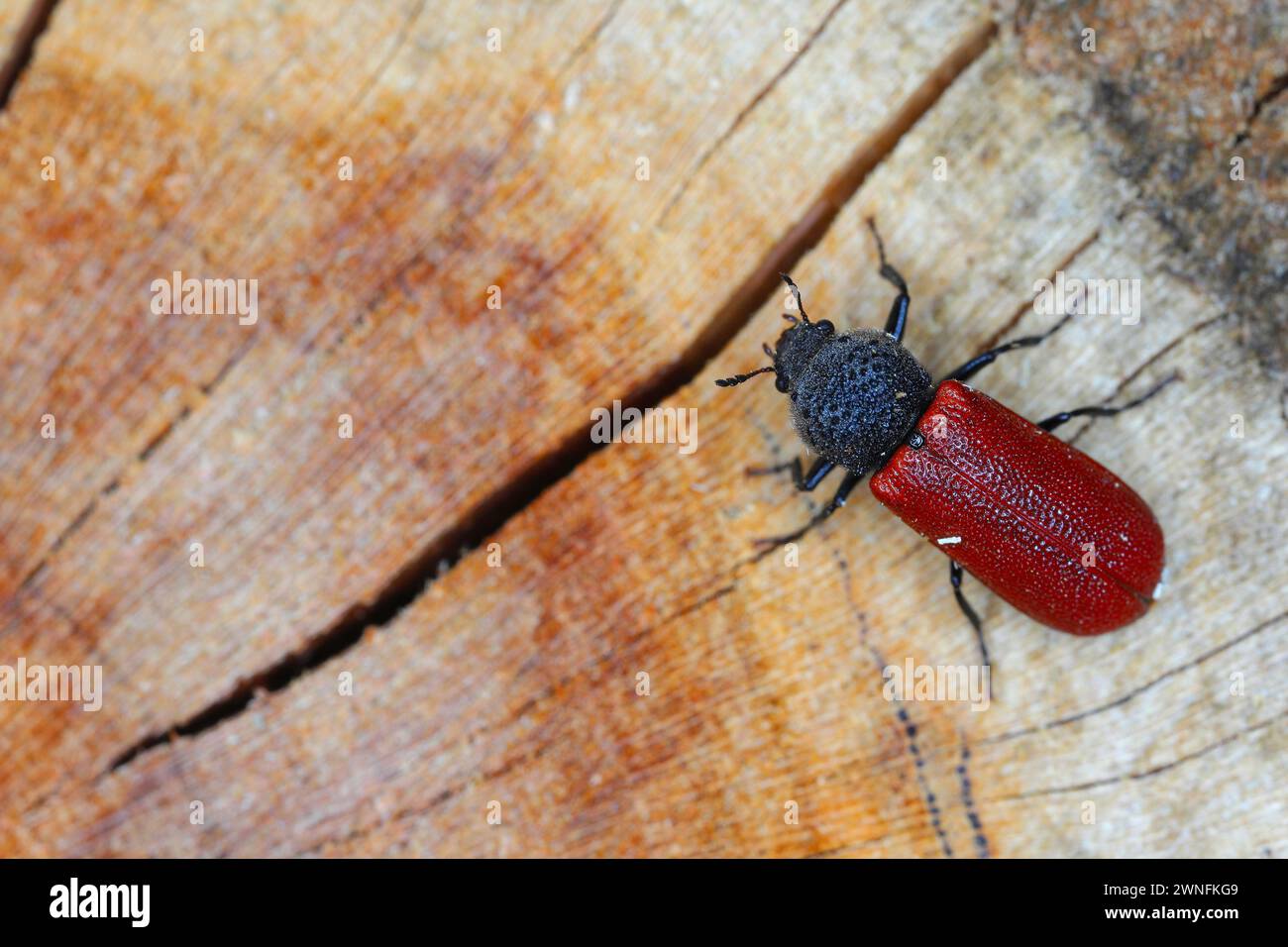 Capuchin beetle or Auger beetle, False powderpost beetle (Bostrichus ...