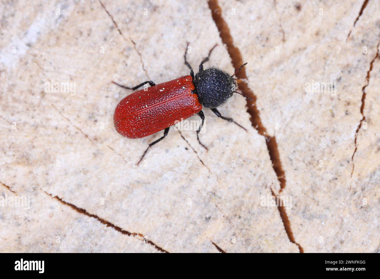 Capuchin beetle or Auger beetle, False powderpost beetle (Bostrichus ...