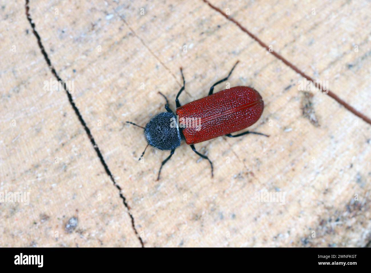 Capuchin beetle or Auger beetle, False powderpost beetle (Bostrichus ...