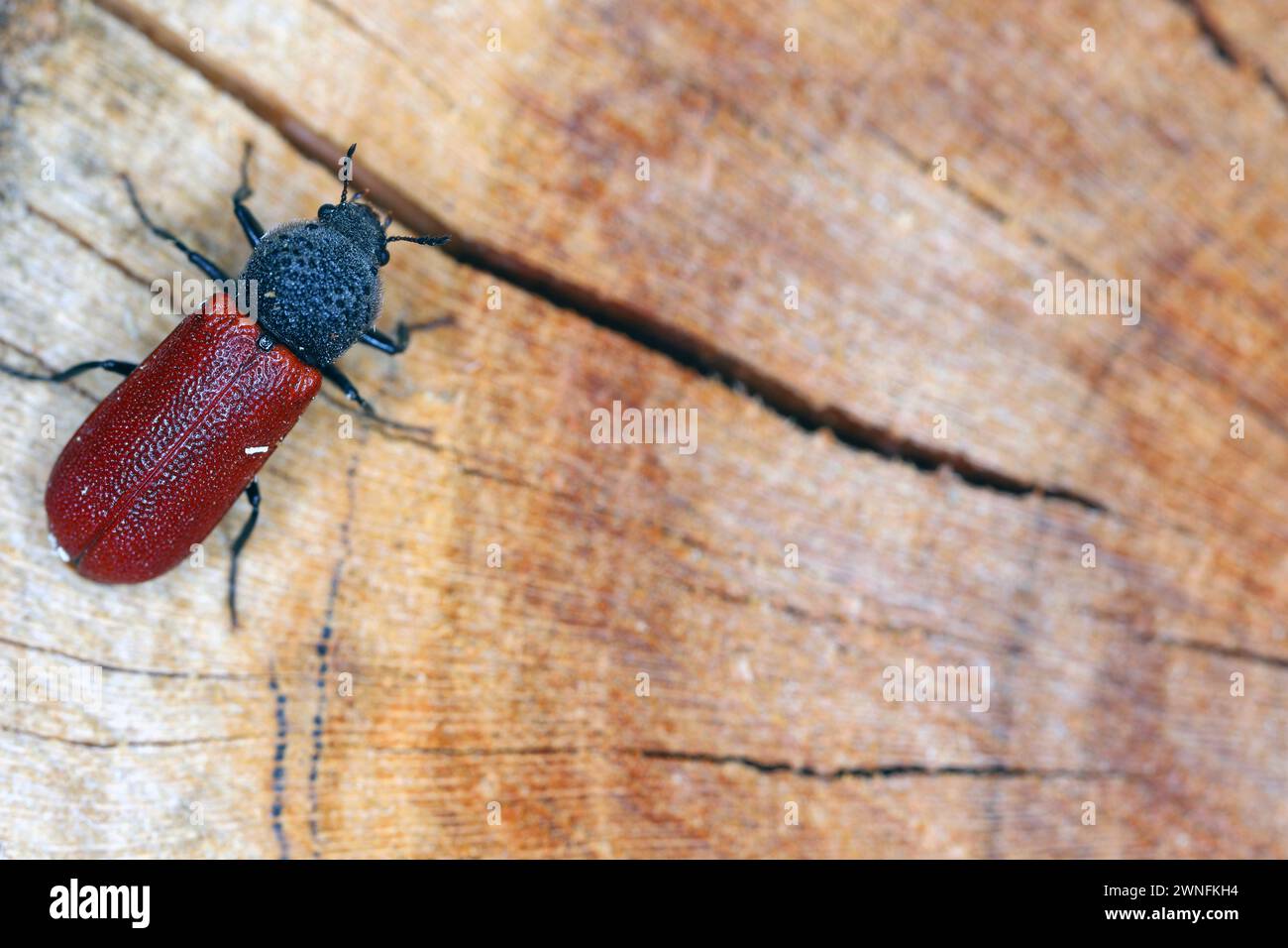 Capuchin beetle or Auger beetle, False powderpost beetle (Bostrichus ...