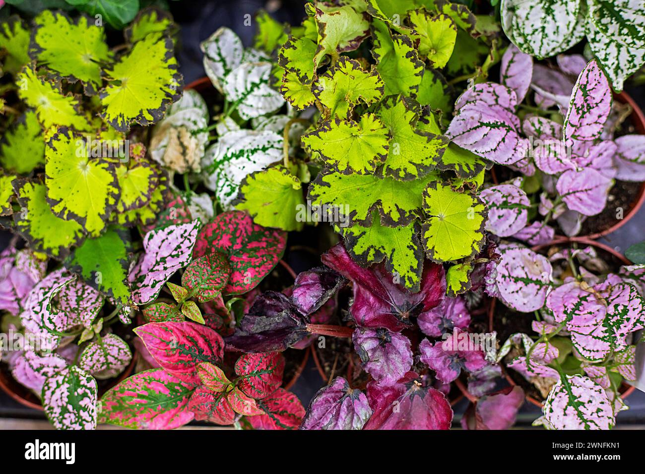 Indoor aesthetics hi-res stock photography and images - Alamy