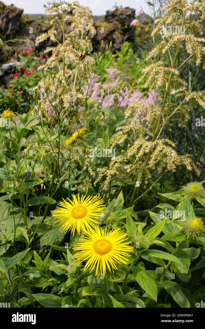 English garden inula hi-res stock photography and images - Alamy