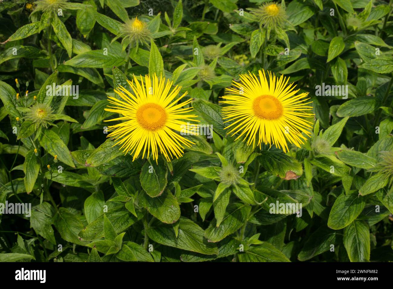 English garden inula hi-res stock photography and images - Alamy