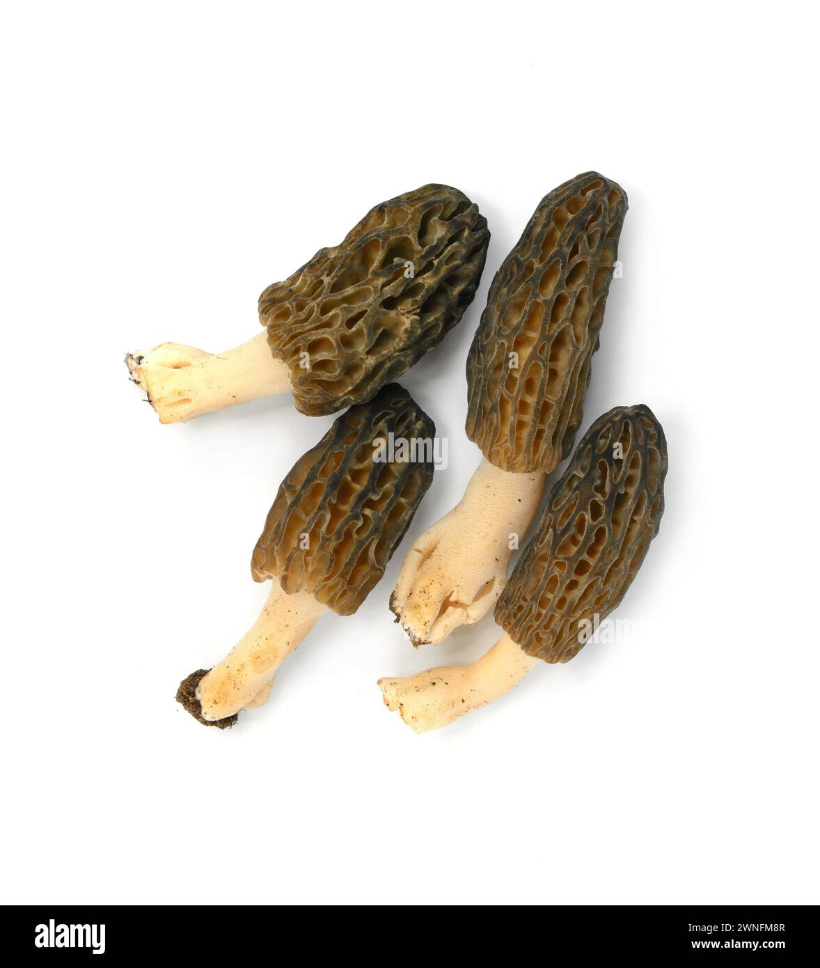 Morel, Morchella or Morel Mushroom isolated on white background. Morel ...