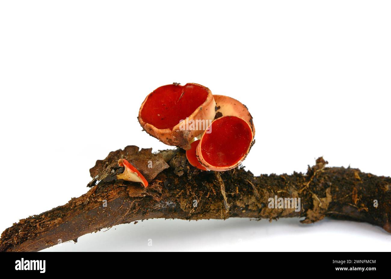 Scarlet Elf Cup Fungi isolated on white background. Spring edible ...