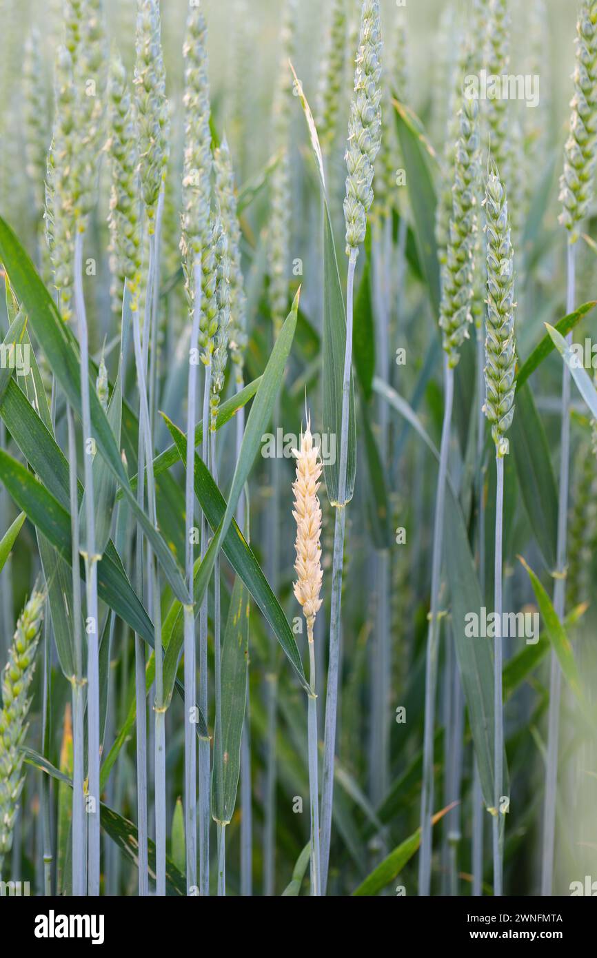 White wheat ear, chlorosis caused by a pest (Cnephasia) that overbites ...