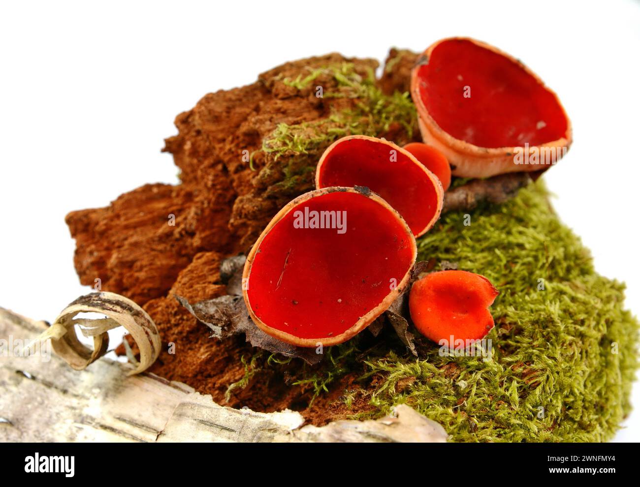Scarlet Elf Cup Fungi isolated on white background. Spring edible ...