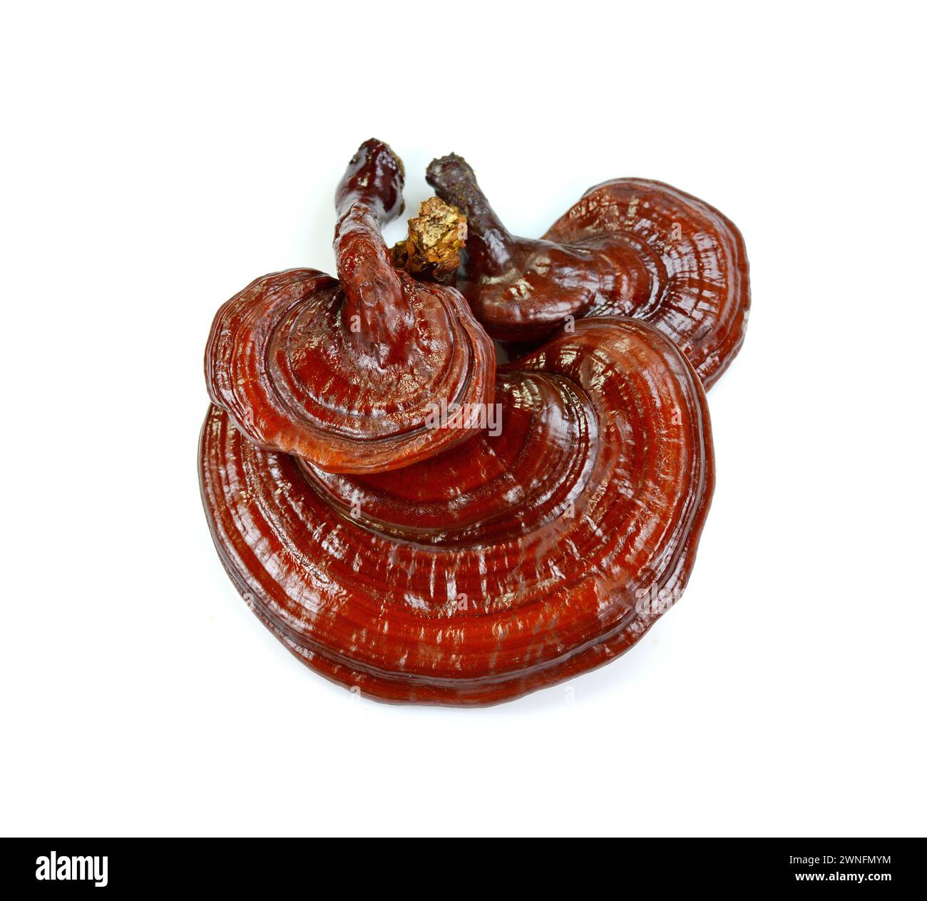 Ganoderma lucidum isolated on white background. Lingzhi mushroom.Also ...