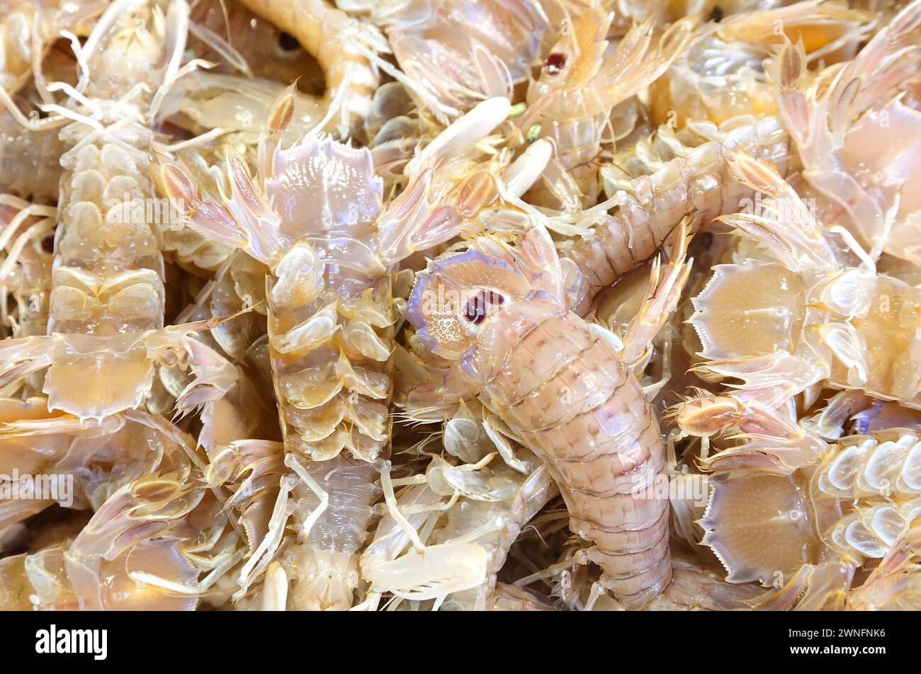 background of freshly caught crustaceans of the Squilla Mantis breed ...