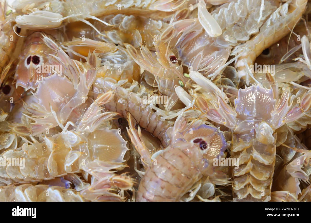 Squilla mantis mantis shrimp hi-res stock photography and images - Alamy