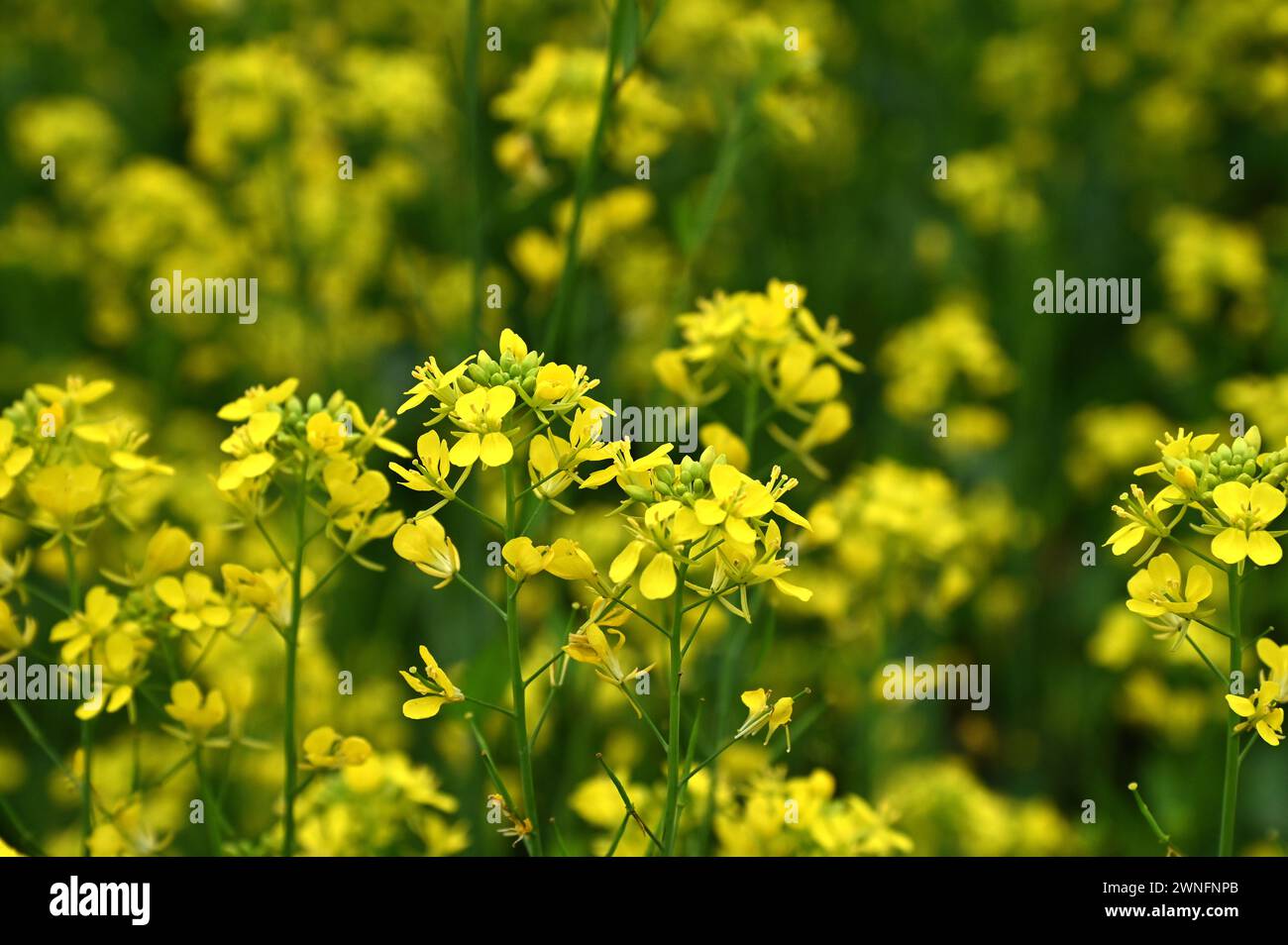 The beautiful landscape of mustard flower cultivation garden at the ...