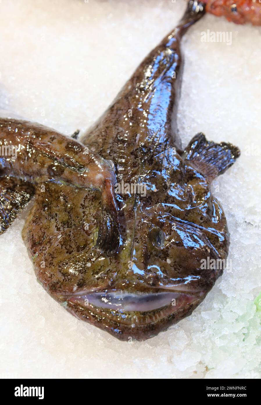 Rana pescatrice hi-res stock photography and images - Alamy