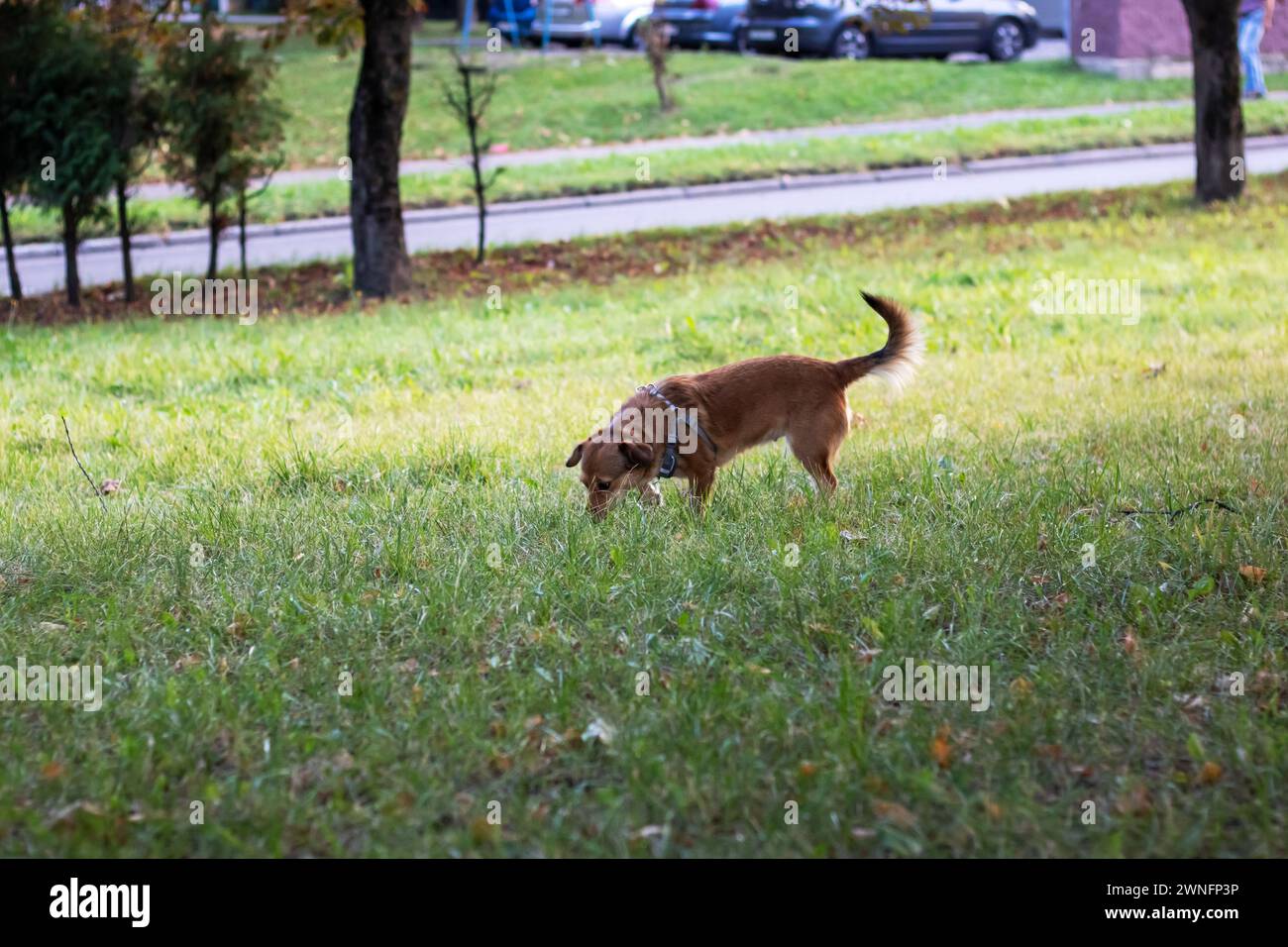 Ginger dog sniffing the ground close up portrait Stock Photo - Alamy
