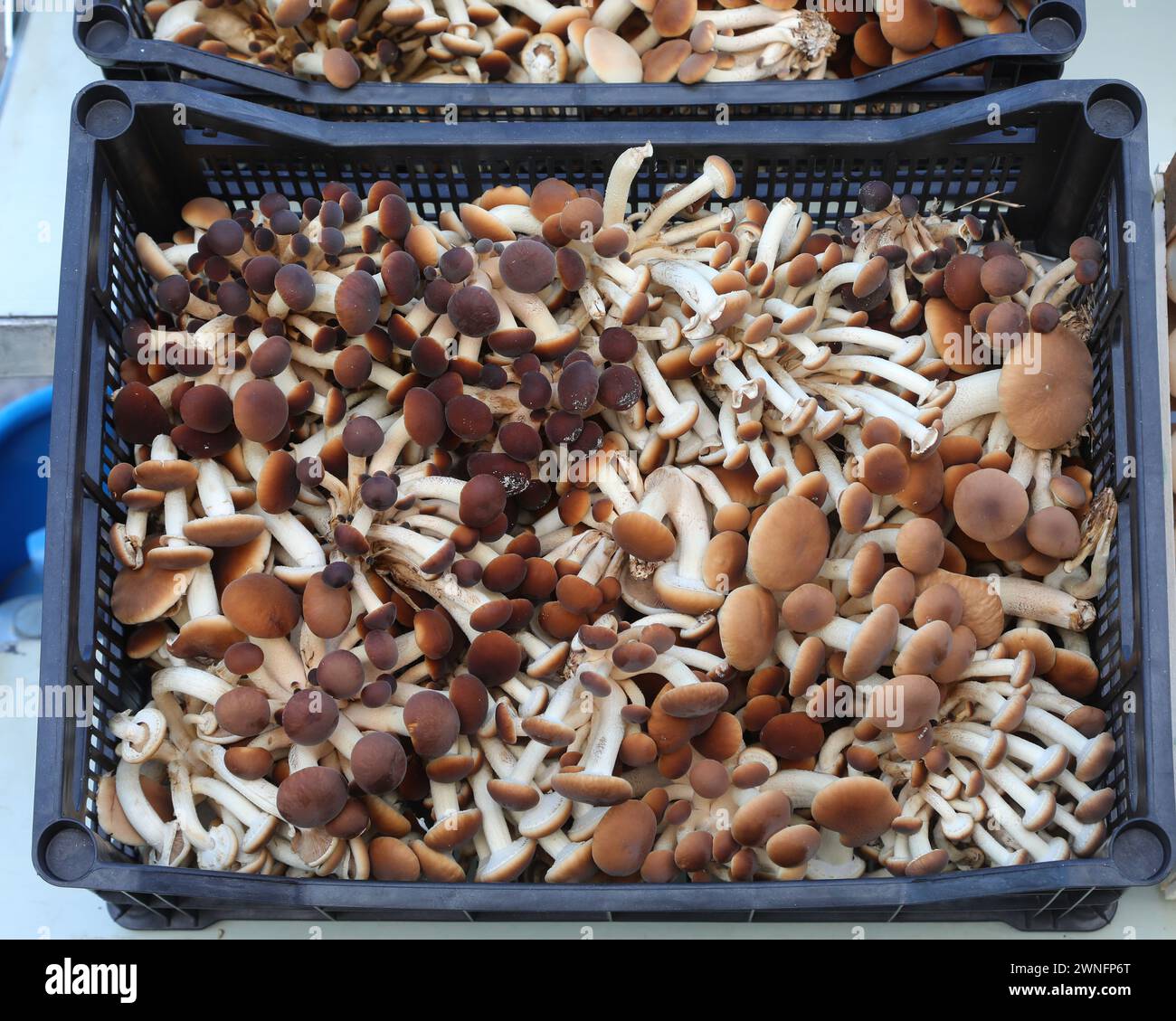 Edible brown and white Pioppinos mushrooms or grocybe aegerita of ...