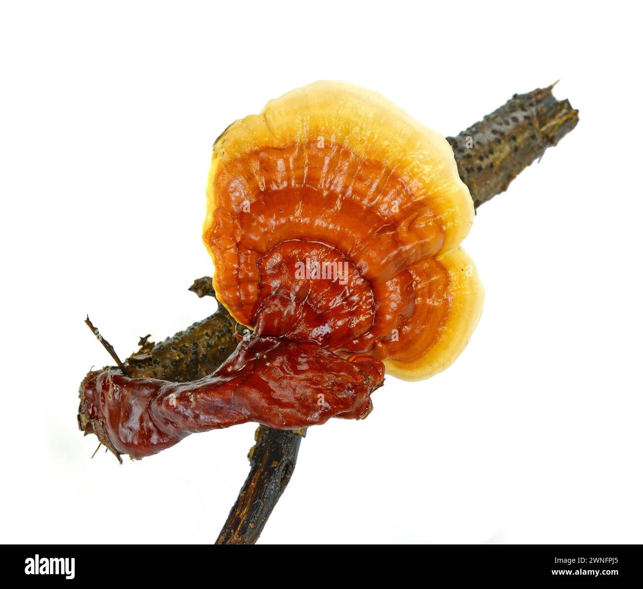 Ganoderma lucidum isolated on white background. Lingzhi mushroom.Also ...