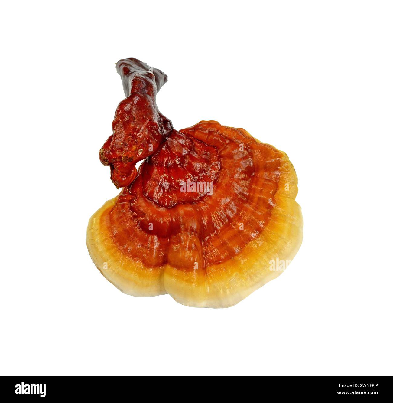 Japan mushroom grow hi-res stock photography and images - Alamy