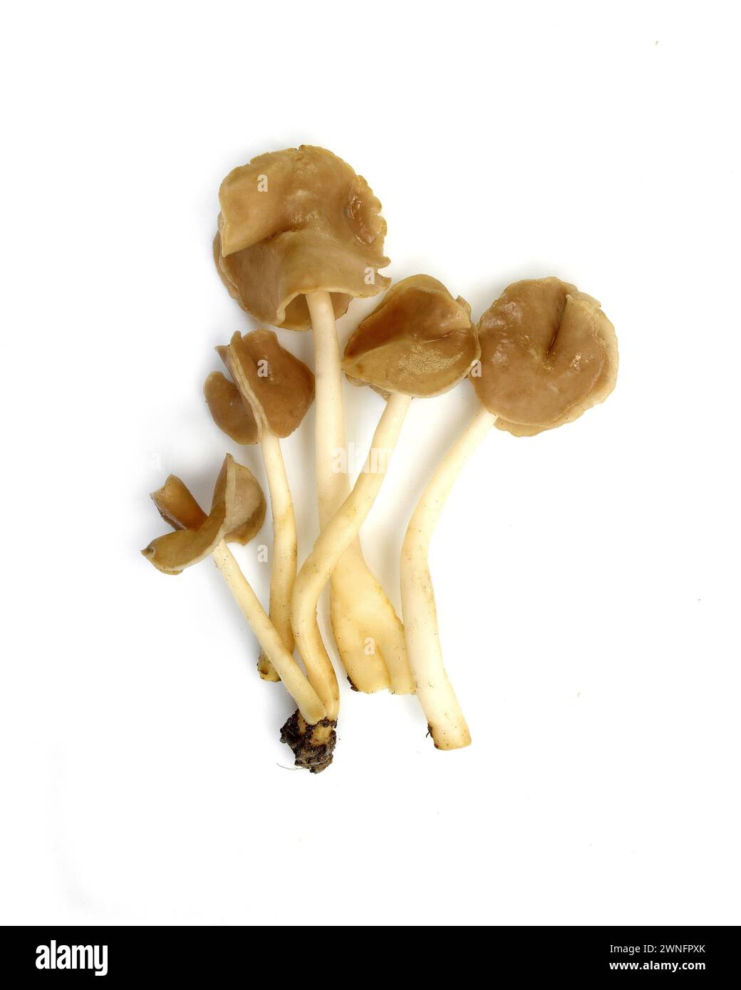 Mushroom on forest floor Cut Out Stock Images & Pictures - Alamy