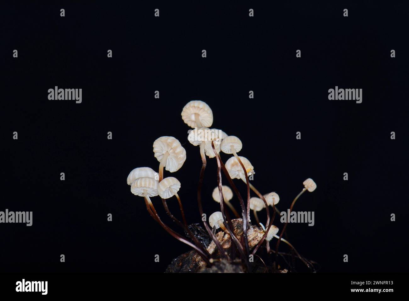 Marasmius rotula aka Pinwheel mushroom isolated on black Stock Photo ...