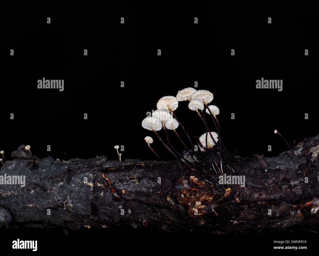 Marasmius rotula aka Pinwheel mushroom isolated on black Stock Photo ...