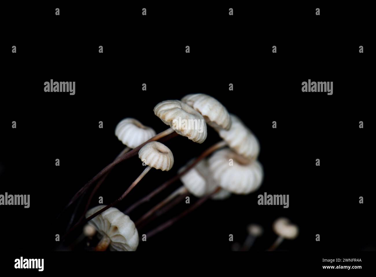 Marasmius rotula aka Pinwheel mushroom isolated on black Stock Photo ...