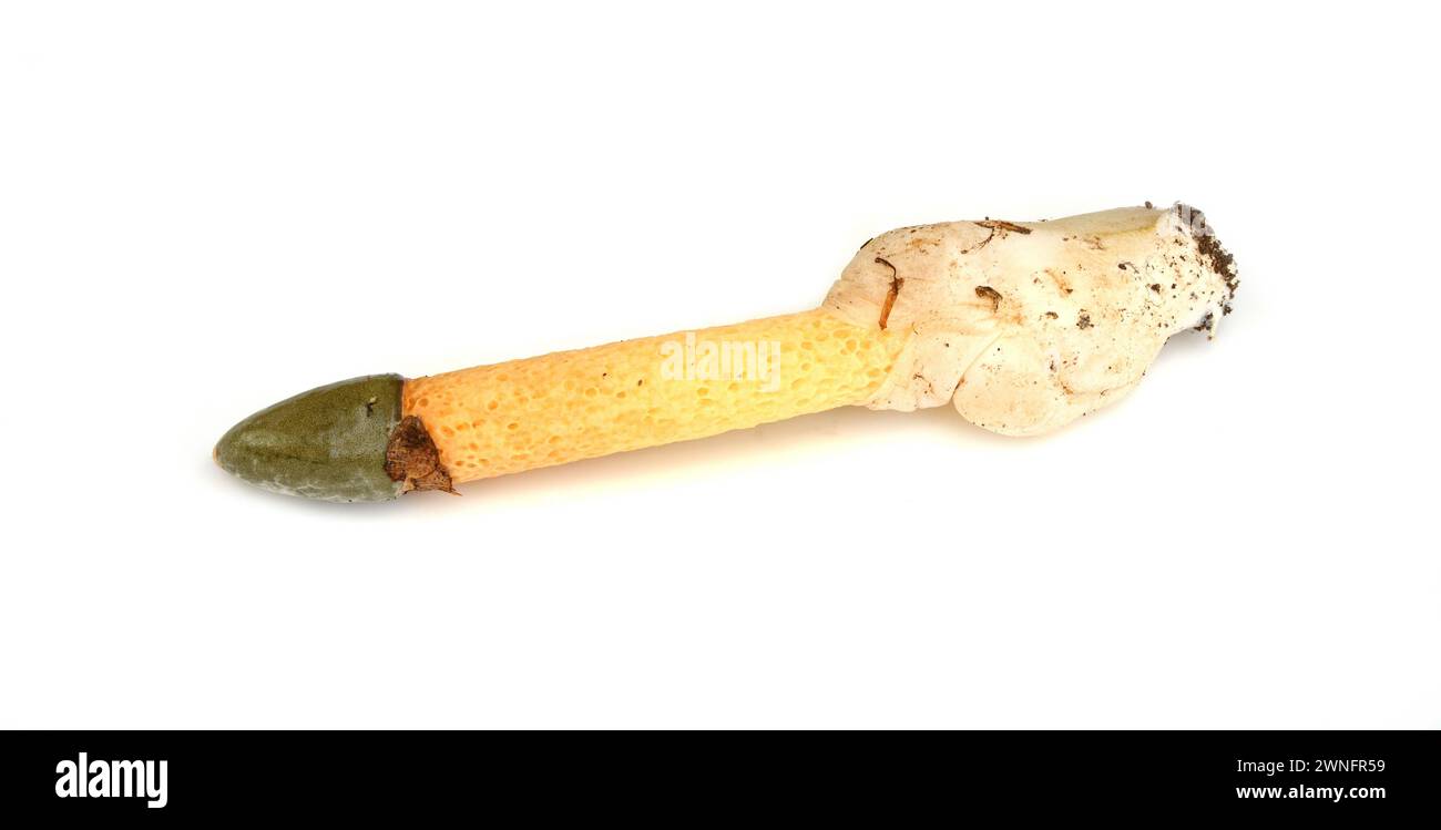 Dog stinkhorn (Mutinus caninus) isolated is a saprobiotic species of ...